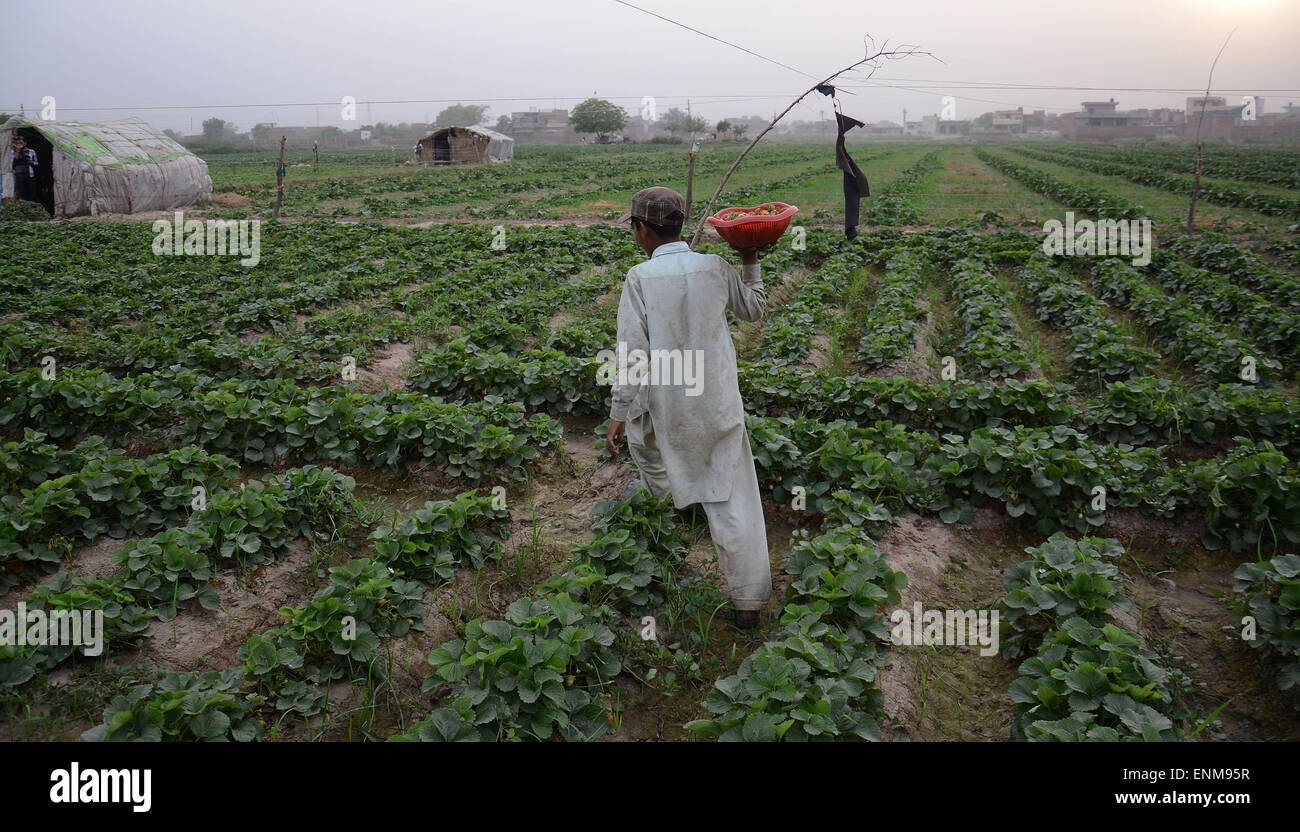 Fruit farmers pakistan hi-res stock photography and images - Alamy