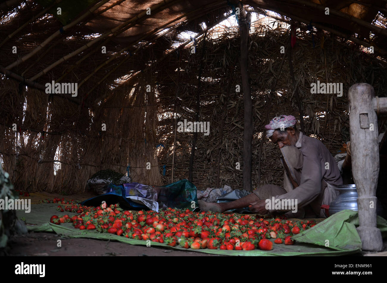Fruit farmers pakistan hi-res stock photography and images - Alamy