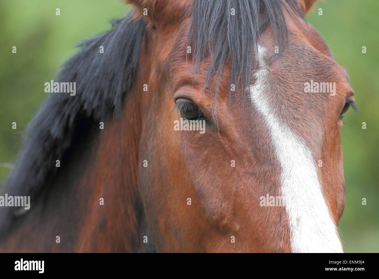 Big head horse hi-res stock photography and images - Alamy