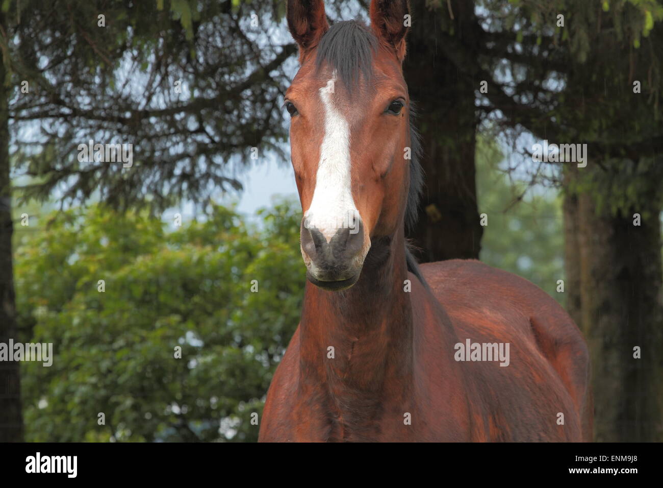 Big head horse hi-res stock photography and images - Alamy