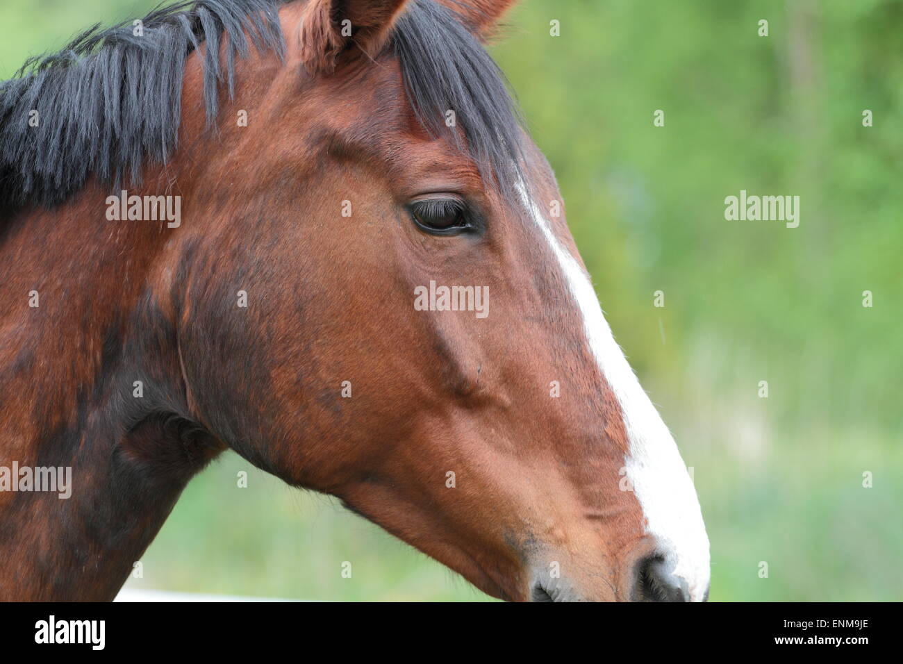 Big head horse hi-res stock photography and images - Alamy