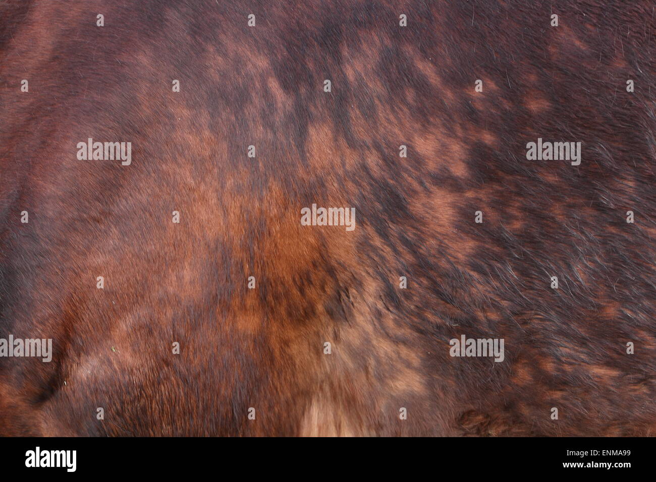 Horse fur texture hi-res stock photography and images - Alamy