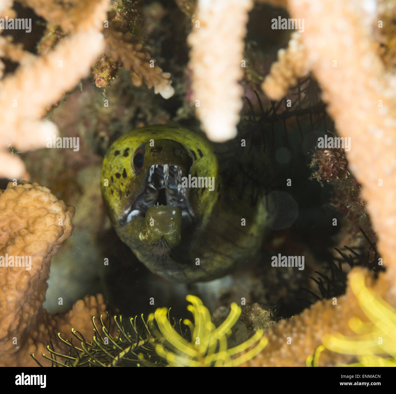 Fimbriated moray eel hiding under a coral Stock Photo - Alamy