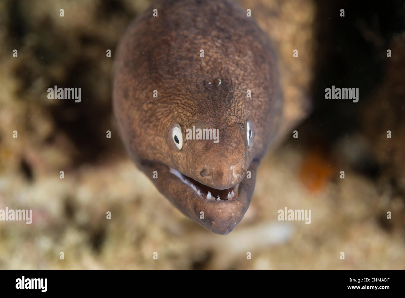 White eyed moray moray eel hi-res stock photography and images - Alamy
