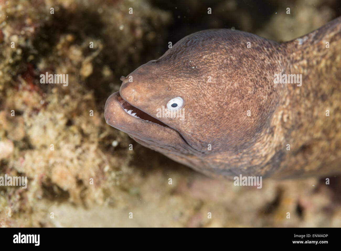 Portrait of a white-eyed moray eel Stock Photo - Alamy