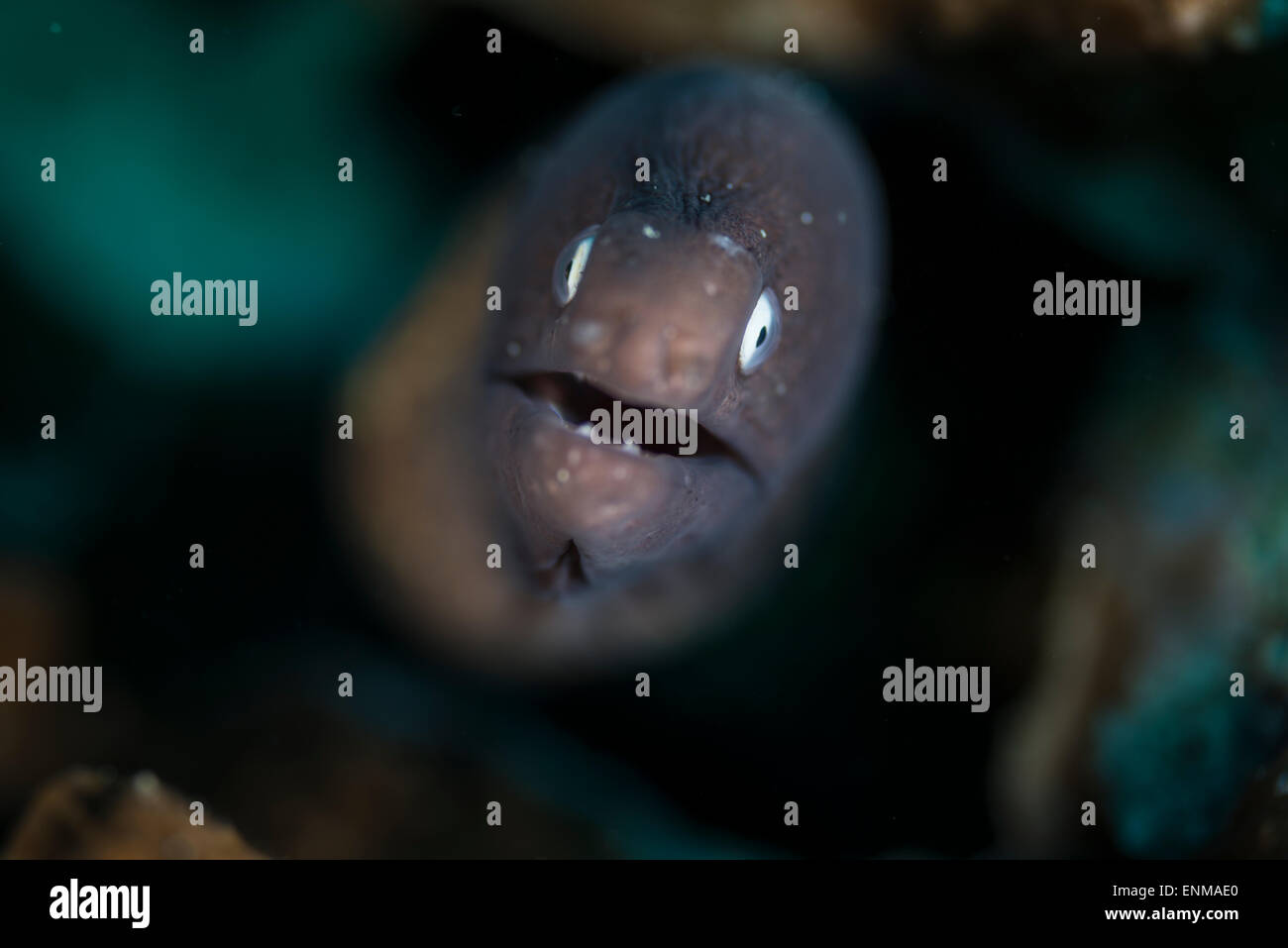 White-eyed moray eel peeking out from its hide-out Stock Photo - Alamy