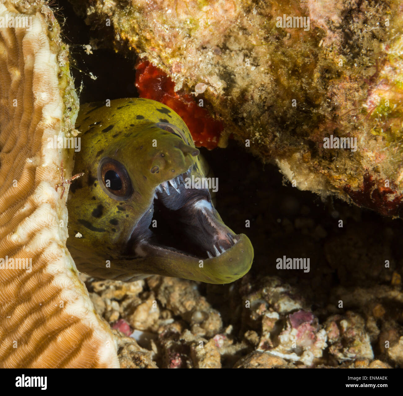 Fimbriated moray eel hiding under a coral Stock Photo - Alamy