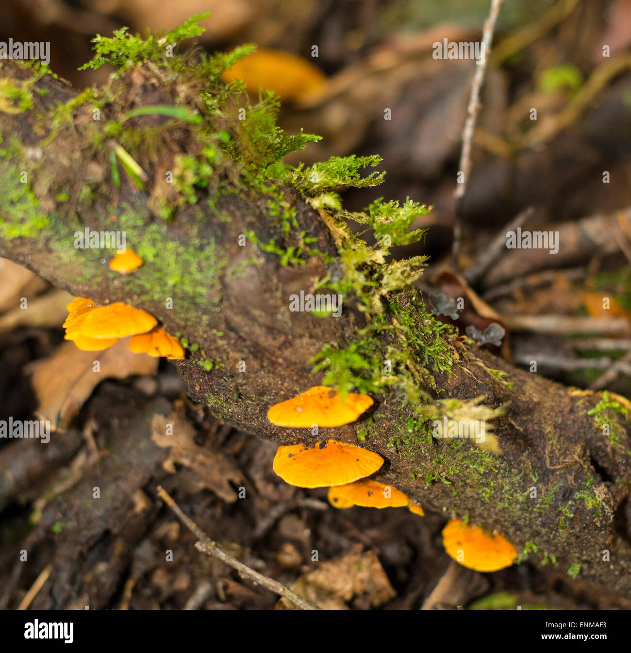 Tree fungi on branch hi-res stock photography and images - Alamy