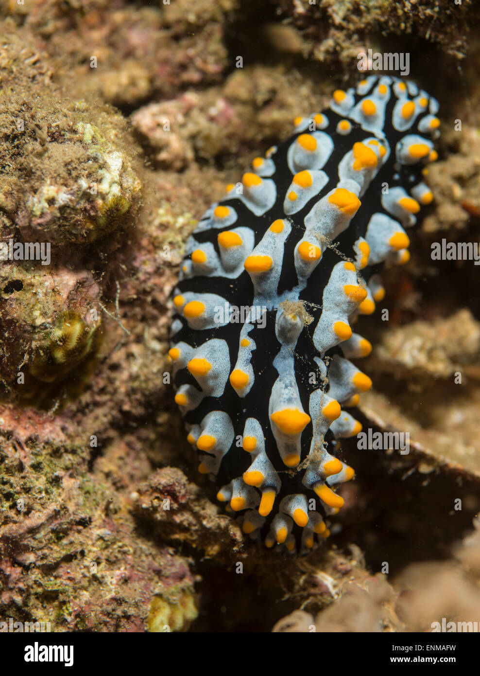 Phyllidia picta nudibranch hi-res stock photography and images - Alamy