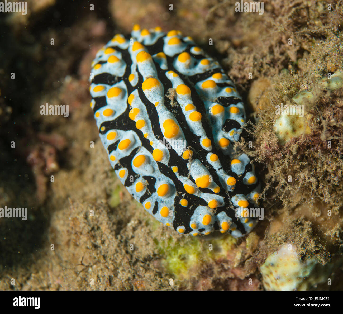 Phyllidia Picta Nudibranch High Resolution Stock Photography and Images ...