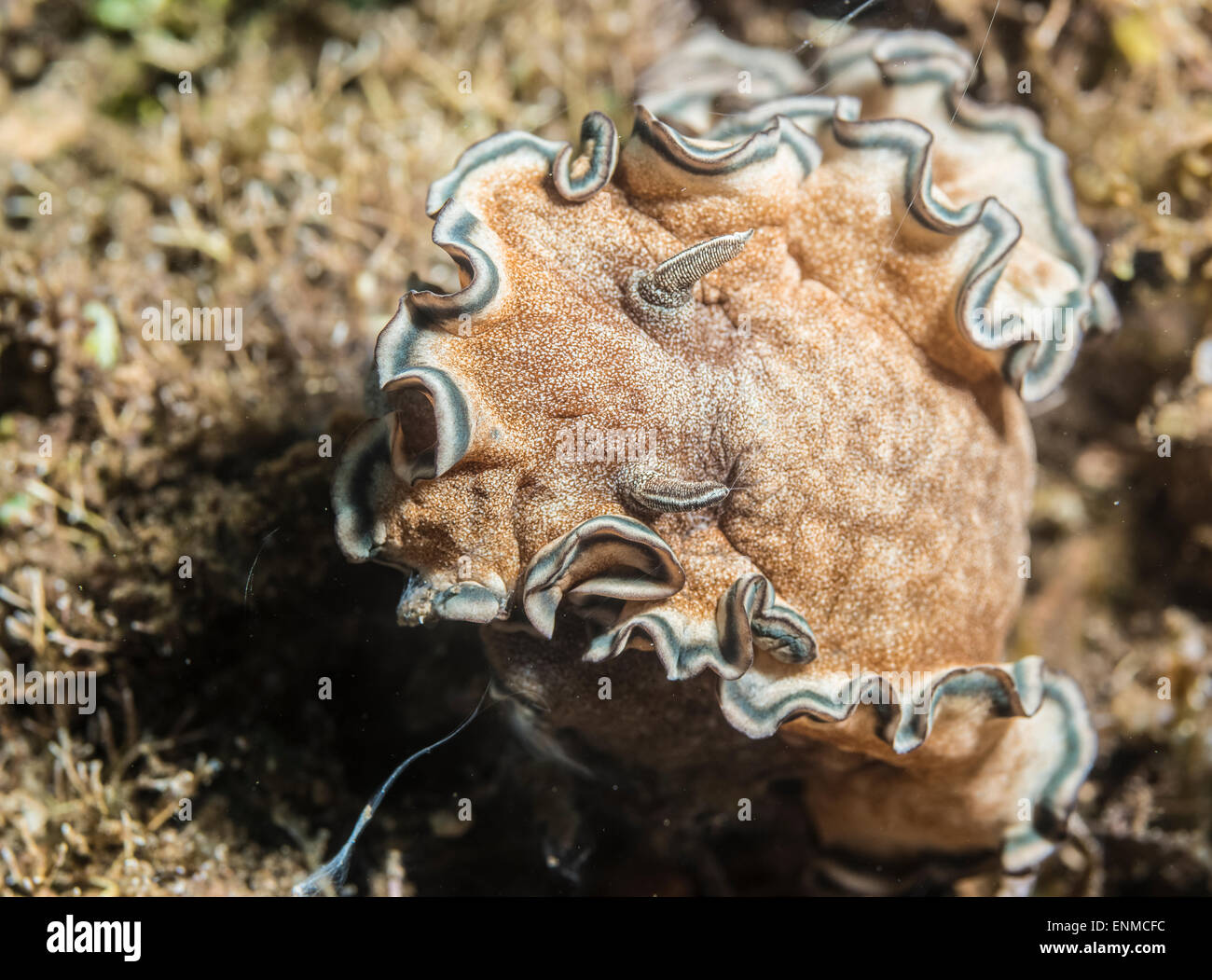 Crawling over sand hi-res stock photography and images - Alamy