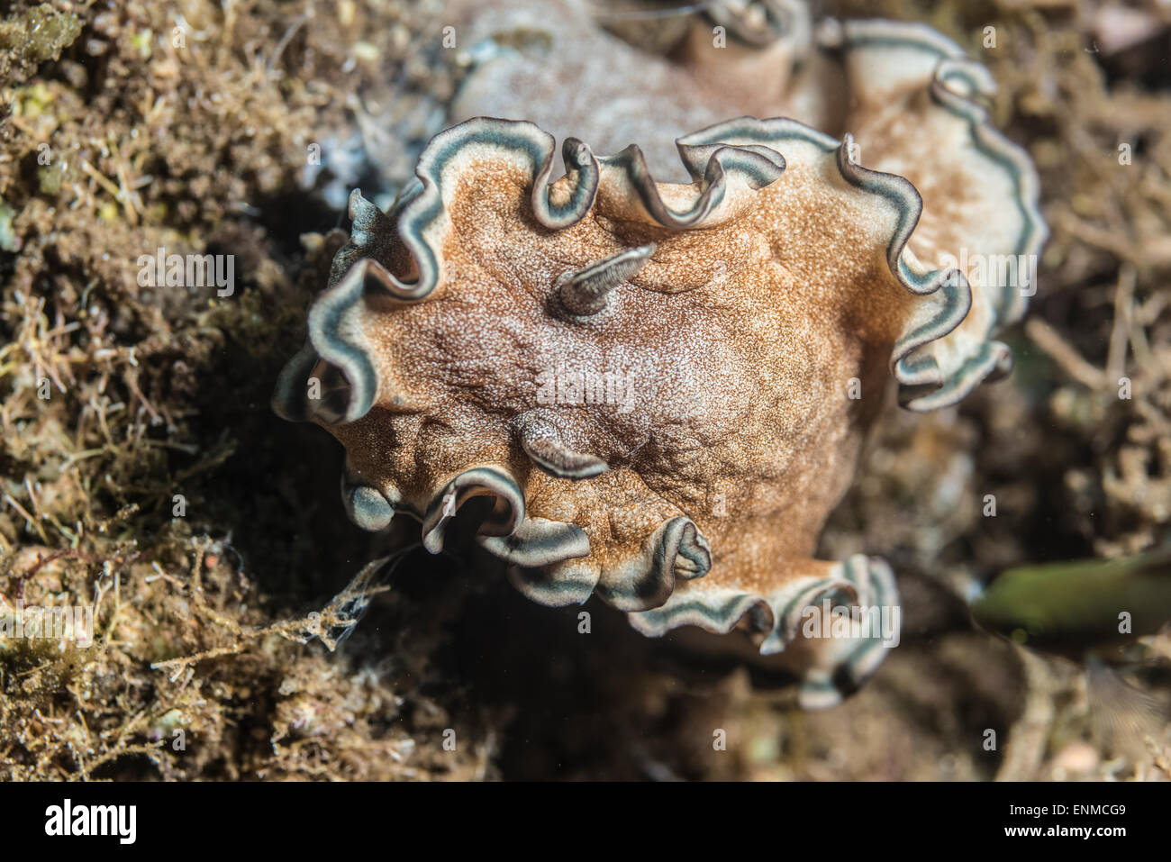 Crawling over sand hi-res stock photography and images - Alamy