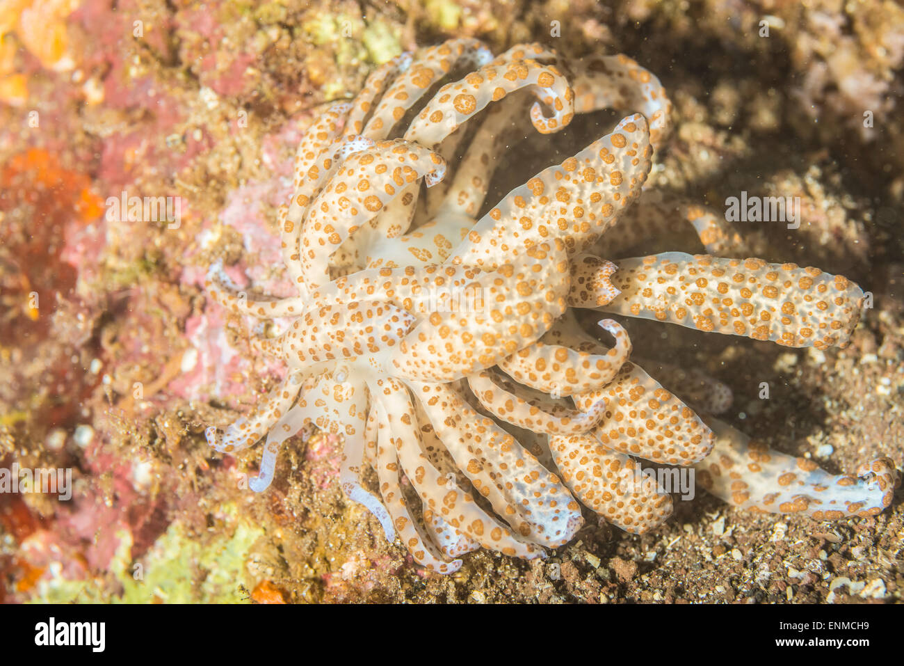 Long-cirri phyllodesmium nudibranch on a coral Stock Photo - Alamy