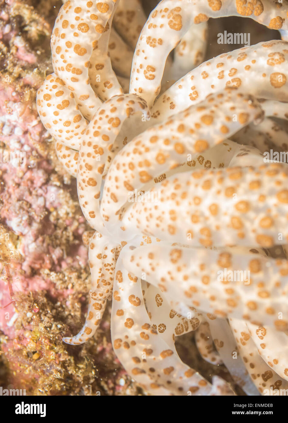 Long-cirri phyllodesmium nudibranch on a coral Stock Photo - Alamy