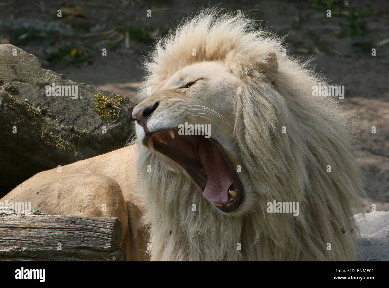 African Male white lion (Panthera leo Krugeri). Close-up while yawning ...