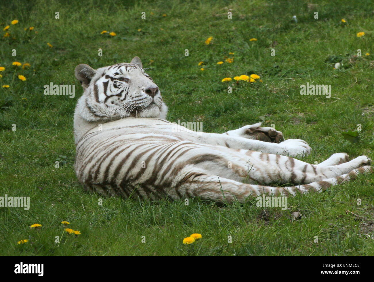 Rare Variety High Resolution Stock Photography and Images - Alamy