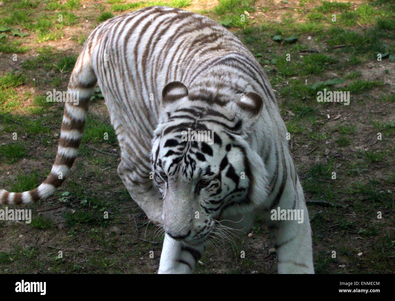 Tigre de india real tigre de bengala hi-res stock photography and ...