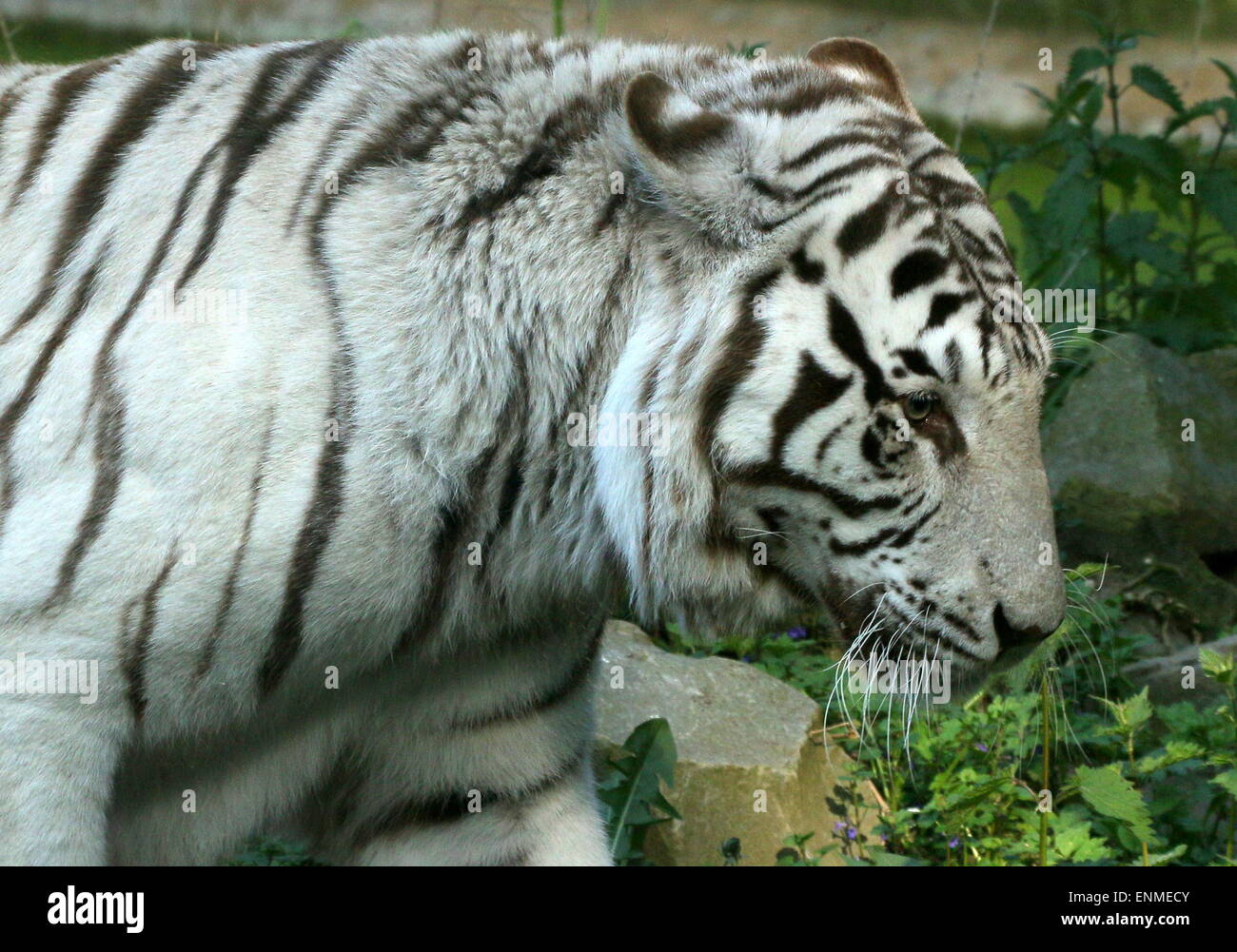 Male White Bengal tiger (Panthera tigris tigris), close-up of the head ...