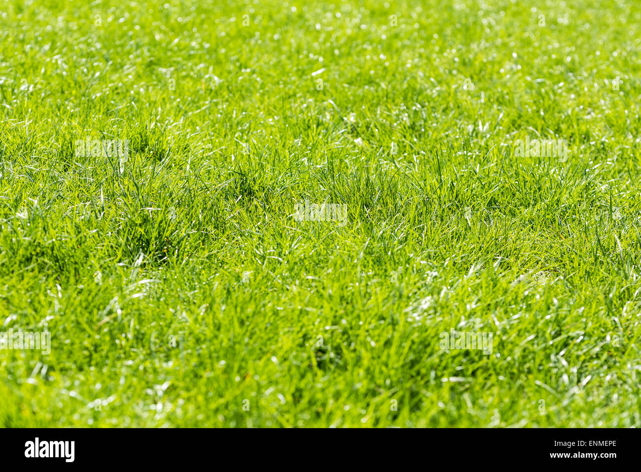 Fresh Green Grass In Spring Background Stock Photo - Alamy