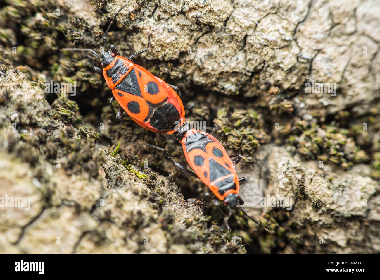 Orange shield bug hi-res stock photography and images - Alamy
