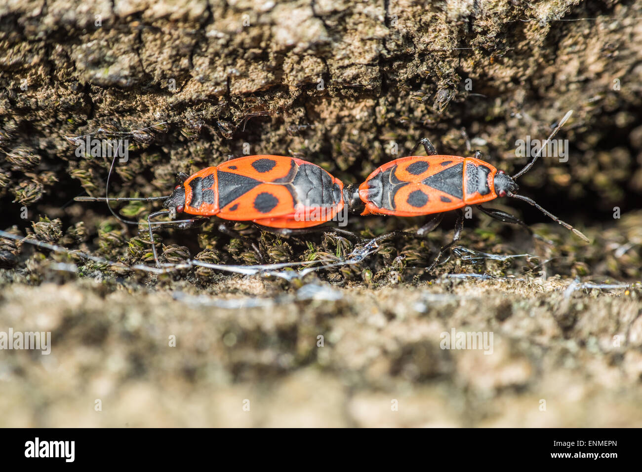 Shield Bug (Graphosoma Lineatum) Mating Close Up Stock Photo - Alamy