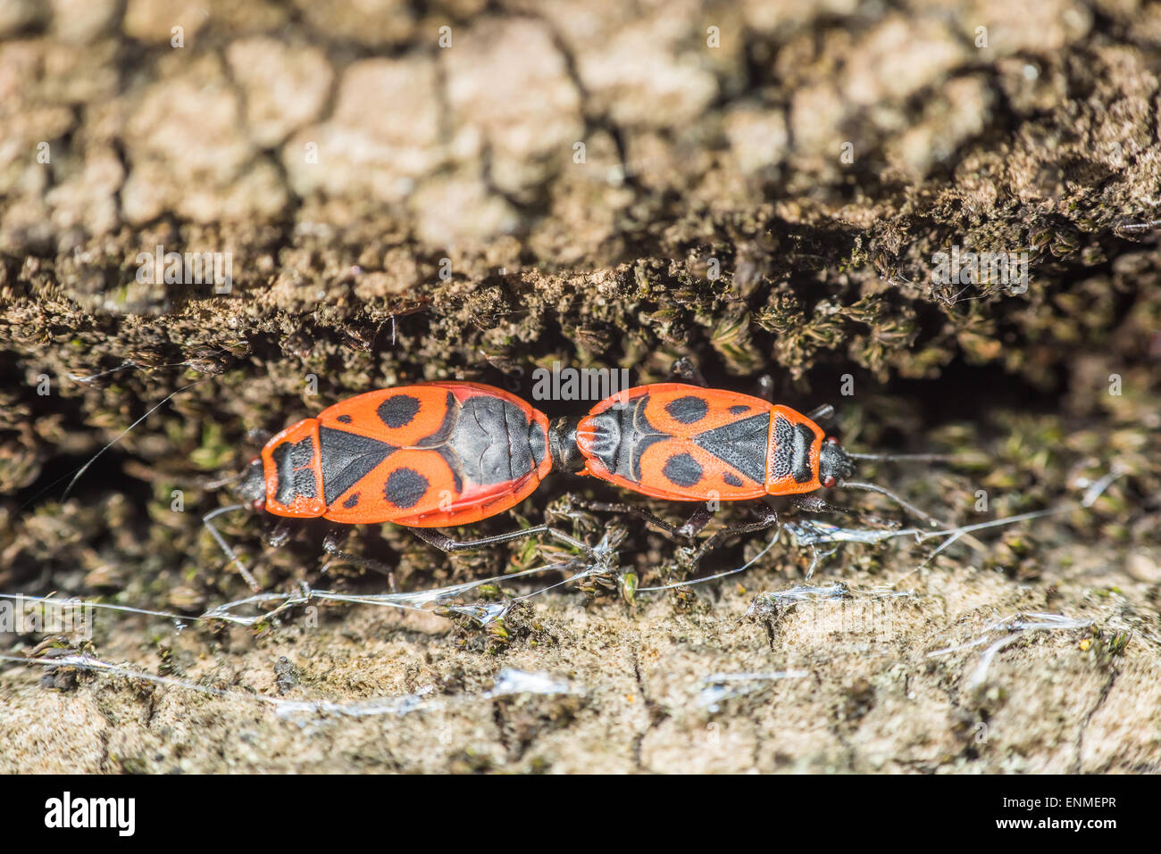 Mating system hi-res stock photography and images - Alamy
