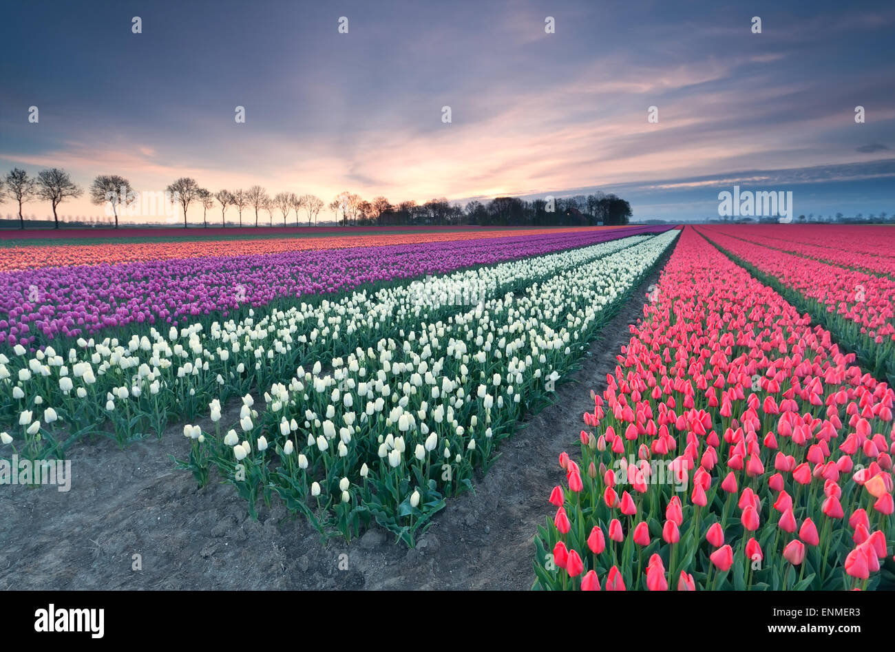 sunrise over colorful tulip field, Flevoland, Netherlands Stock Photo ...