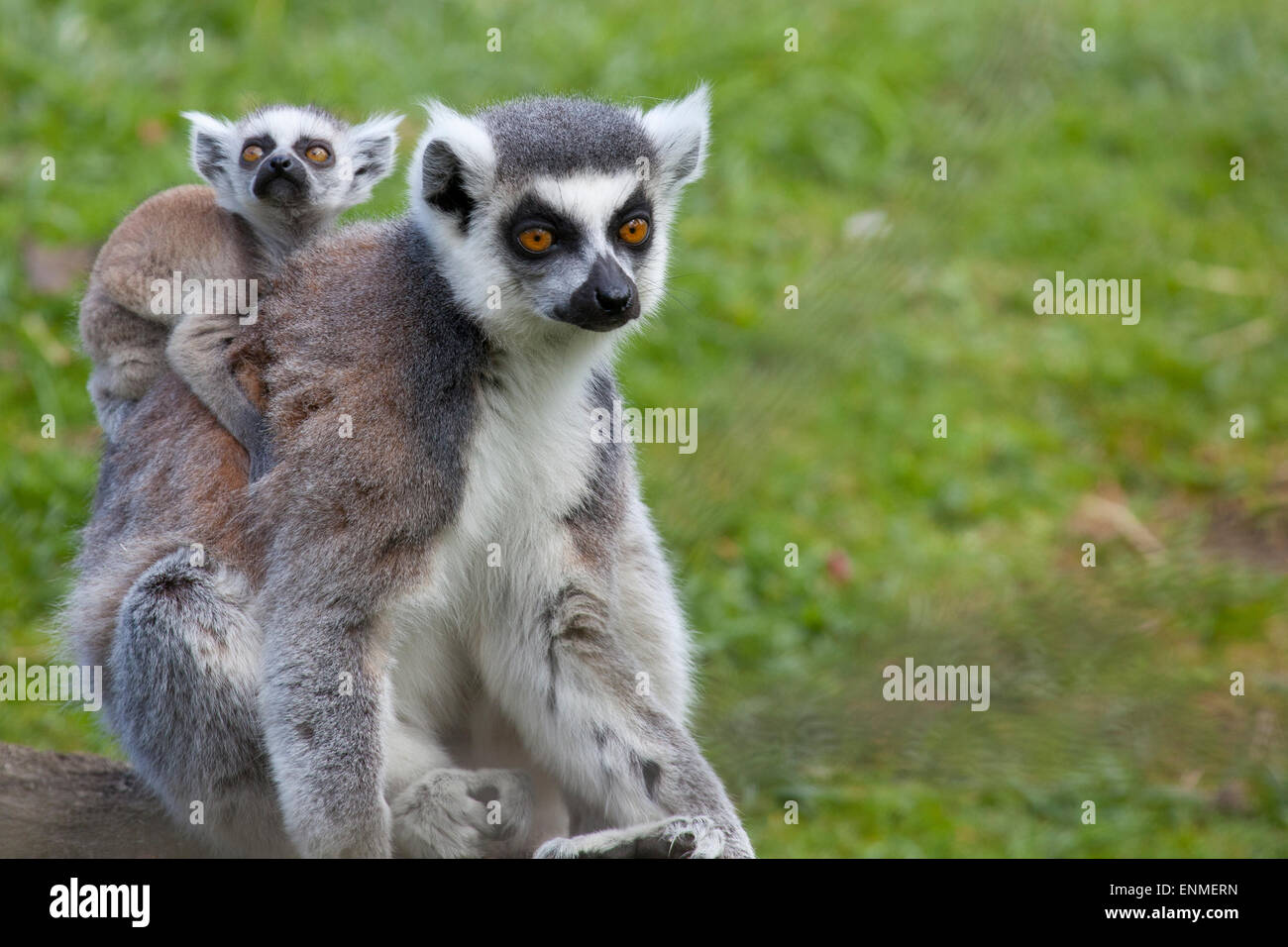 A Ring Tailed Lemur mother with her baby on her back Stock Photo - Alamy