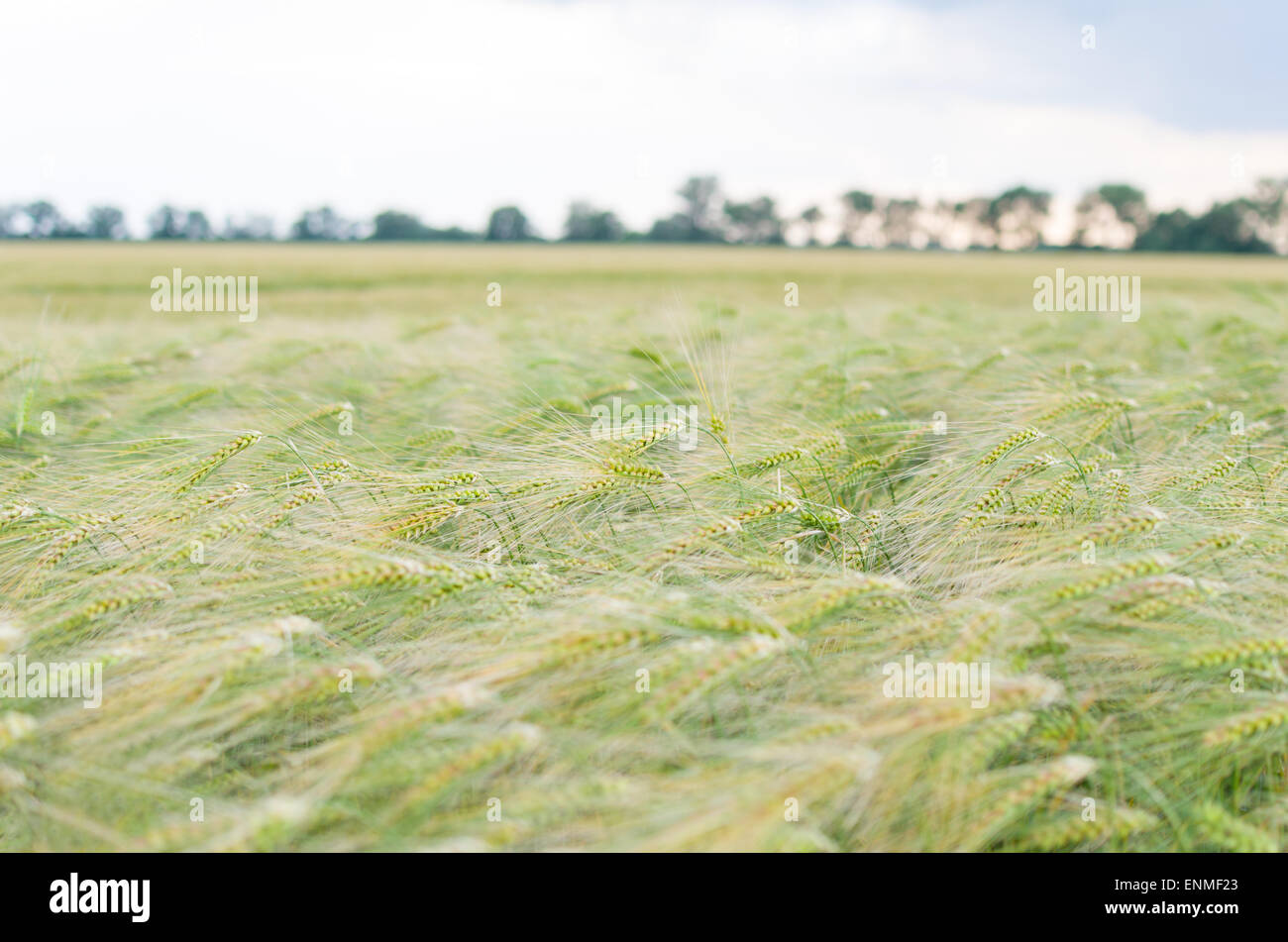 Barley field with grass land hi-res stock photography and images - Alamy