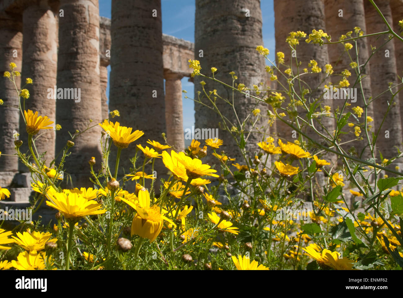 Yellow wild greek flowers hi-res stock photography and images - Alamy