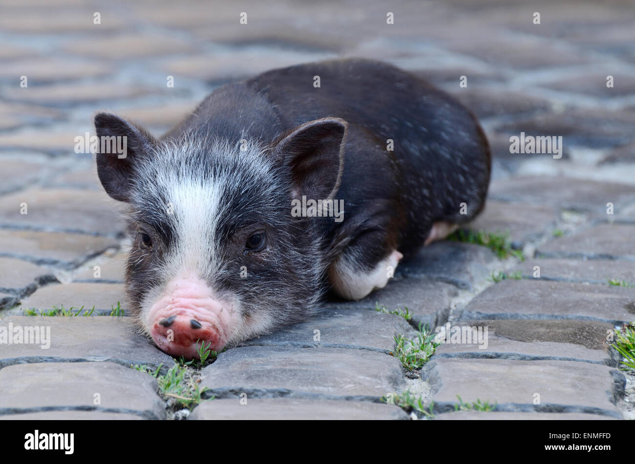Funny Piglet