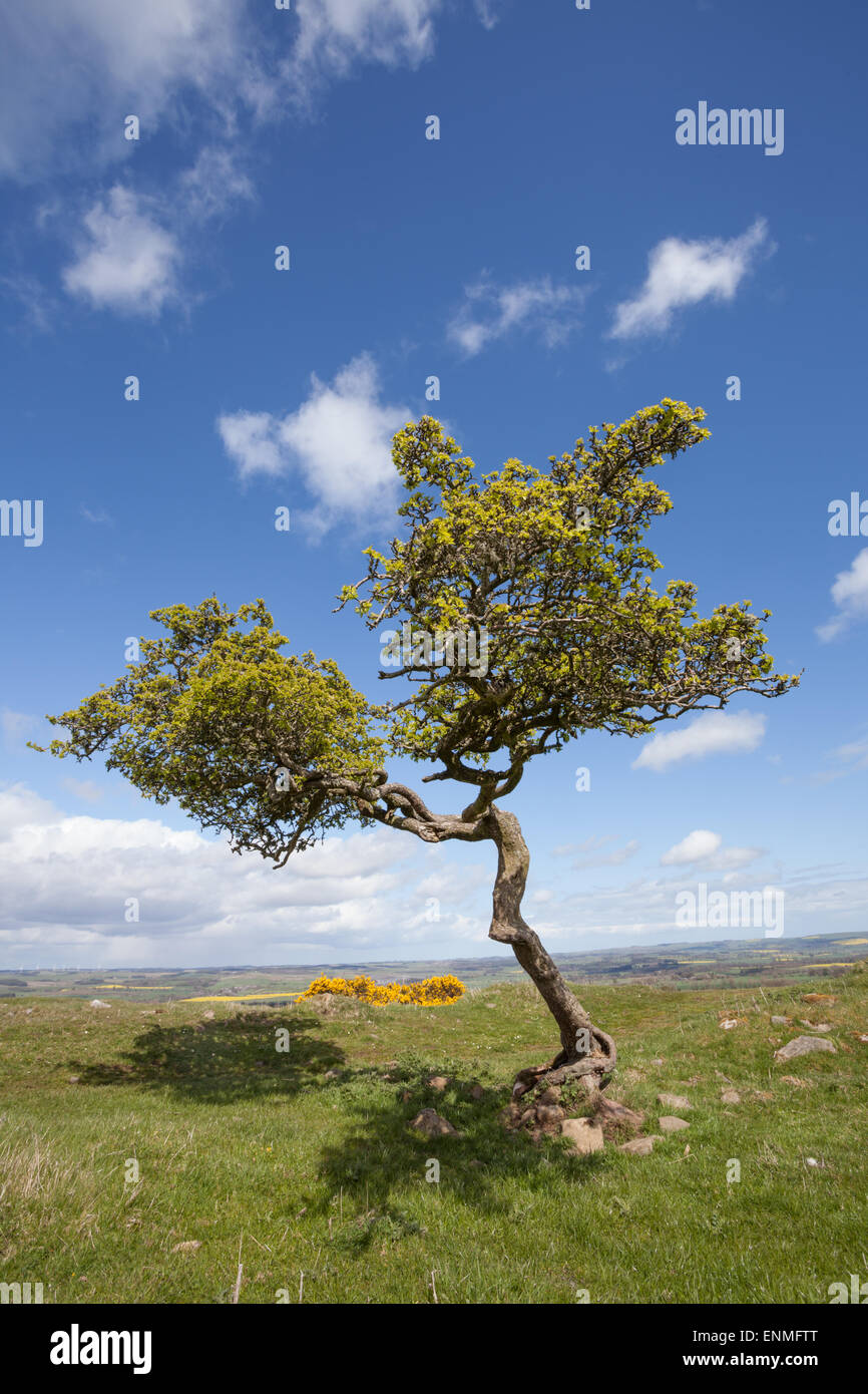 Twisted hawthorn tree in the sunshine on a bright Spring day with blue ...