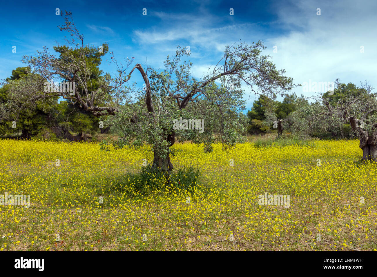 Mustard tree hi-res stock photography and images - Alamy
