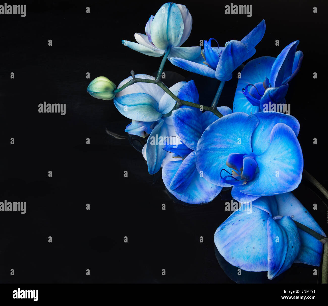 Beautiful blue orchid Stock Photo - Alamy