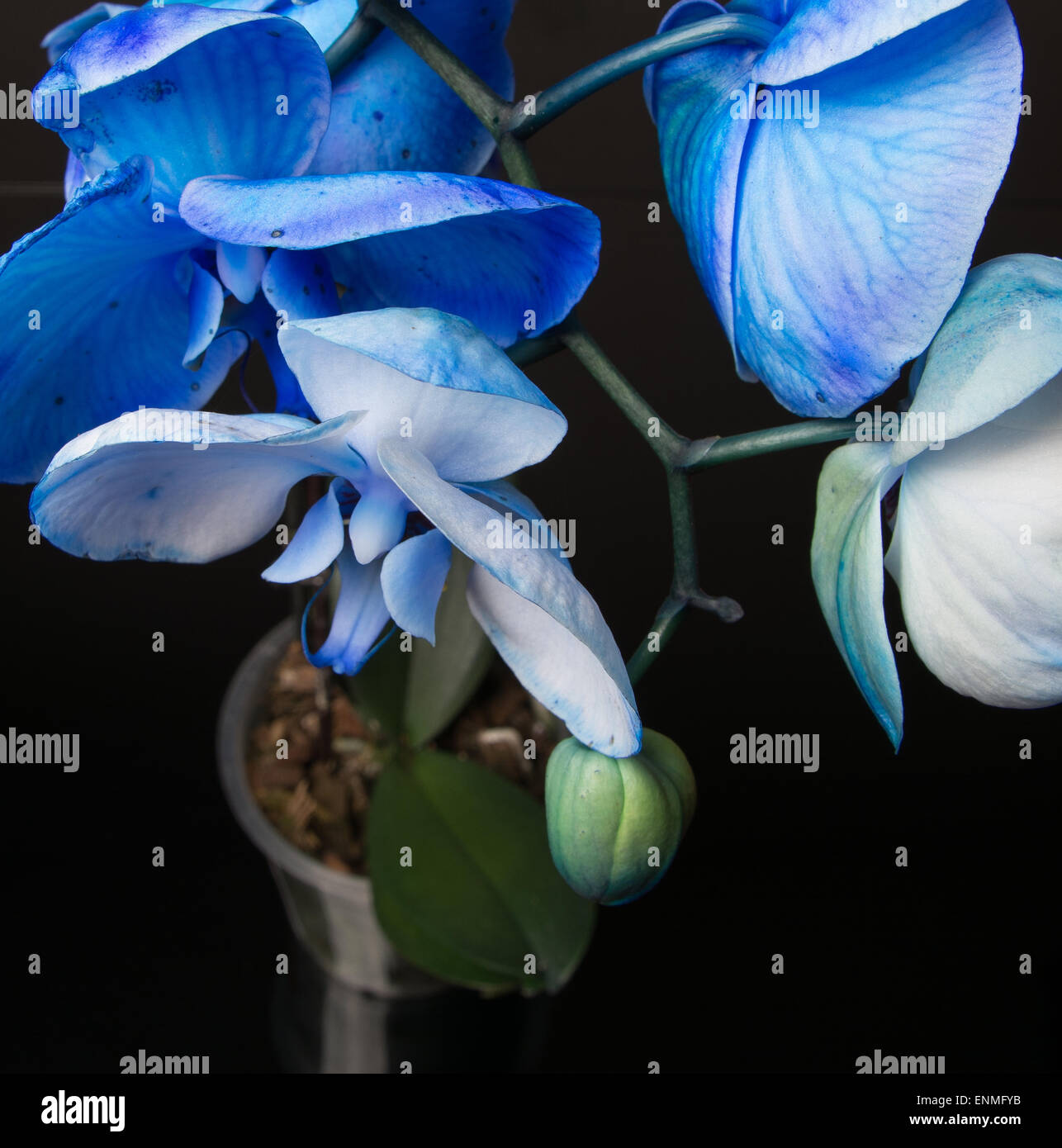 Blue bud hi-res stock photography and images - Alamy