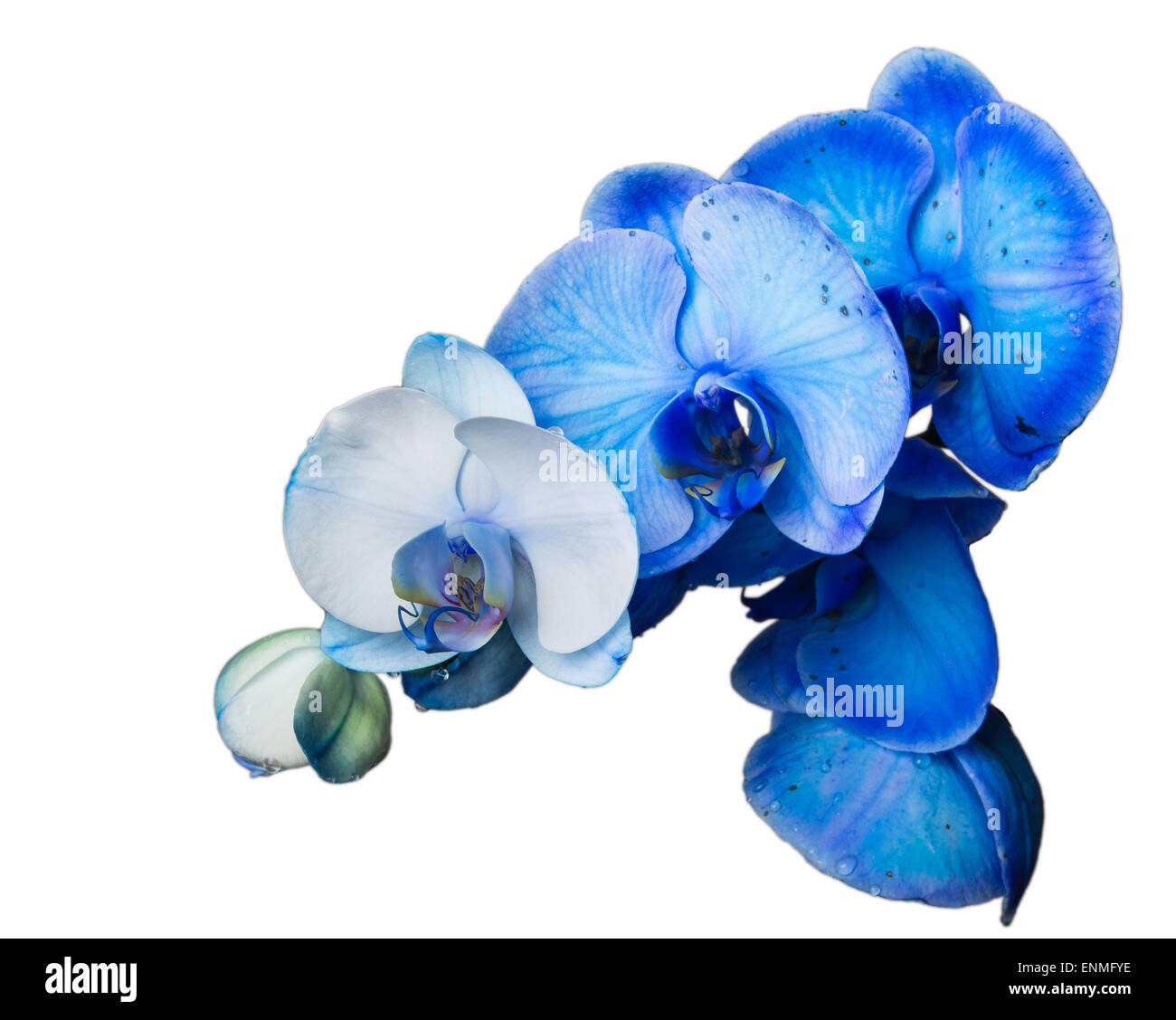 Blue plants Cut Out Stock Images & Pictures - Alamy