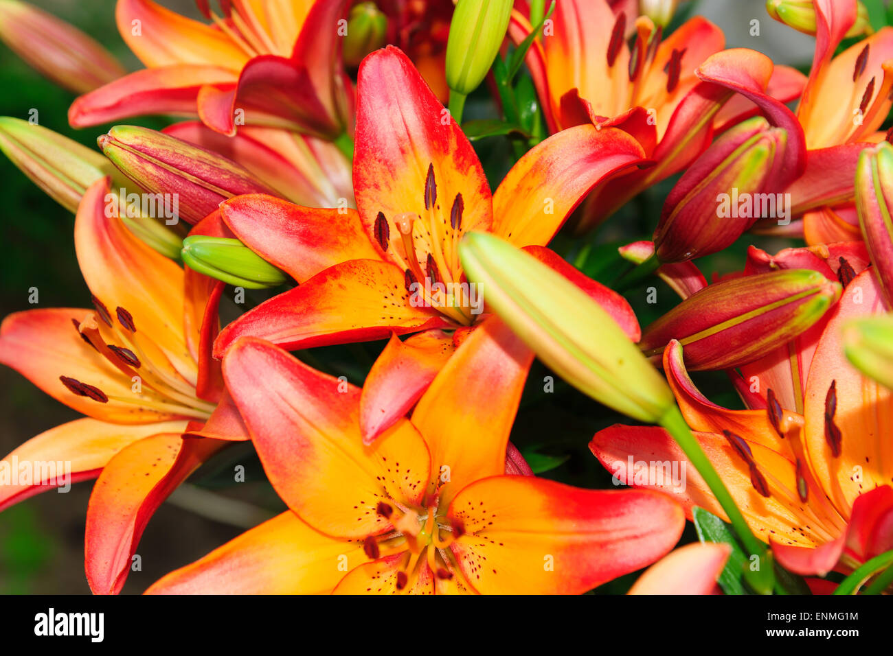 Lily flower bouquet hi-res stock photography and images - Alamy