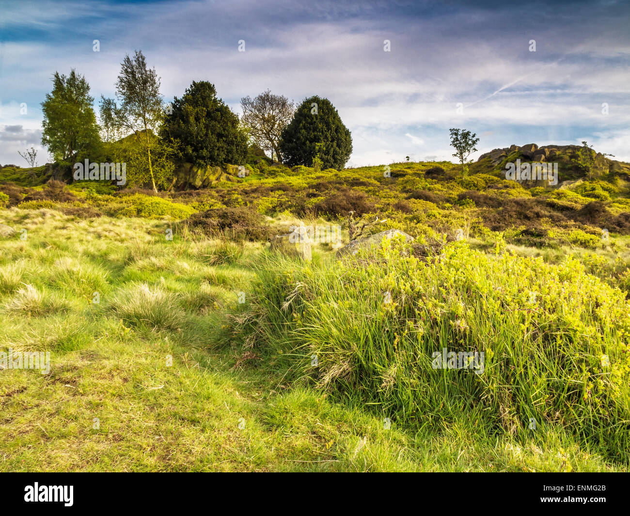 Beautiful British heathland in the evening Stock Photo - Alamy