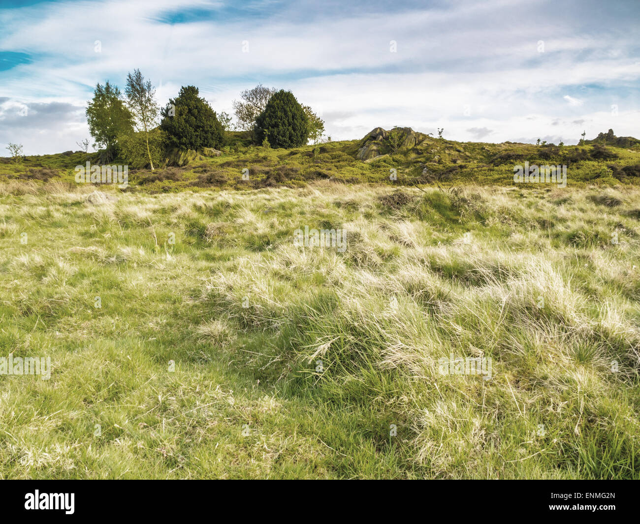 Beautiful British heathland in the evening Stock Photo - Alamy