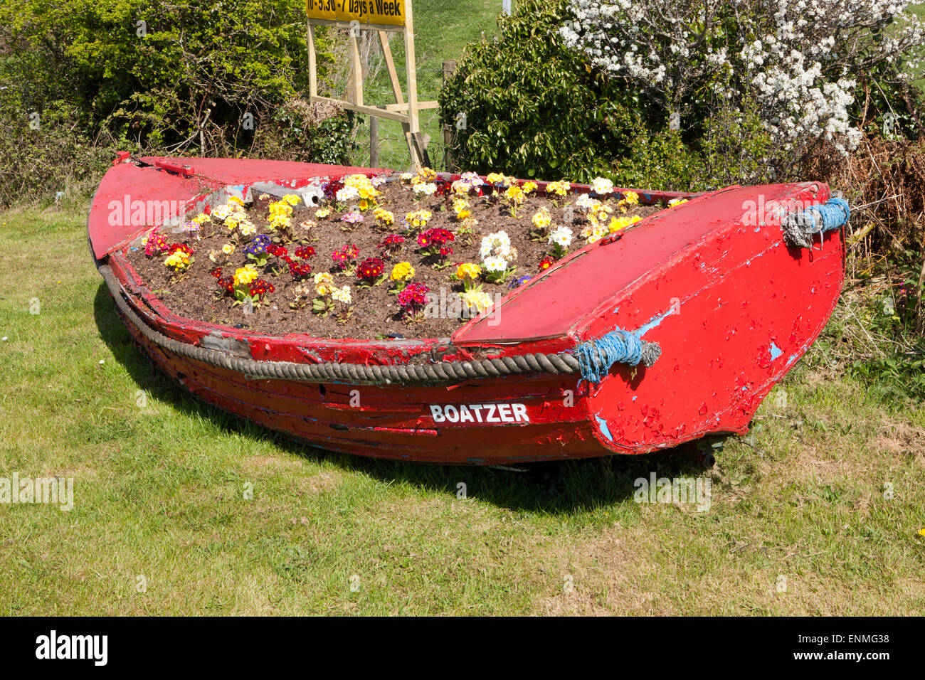 A display of flowers in an old sailing boat beside a road in Looe ...