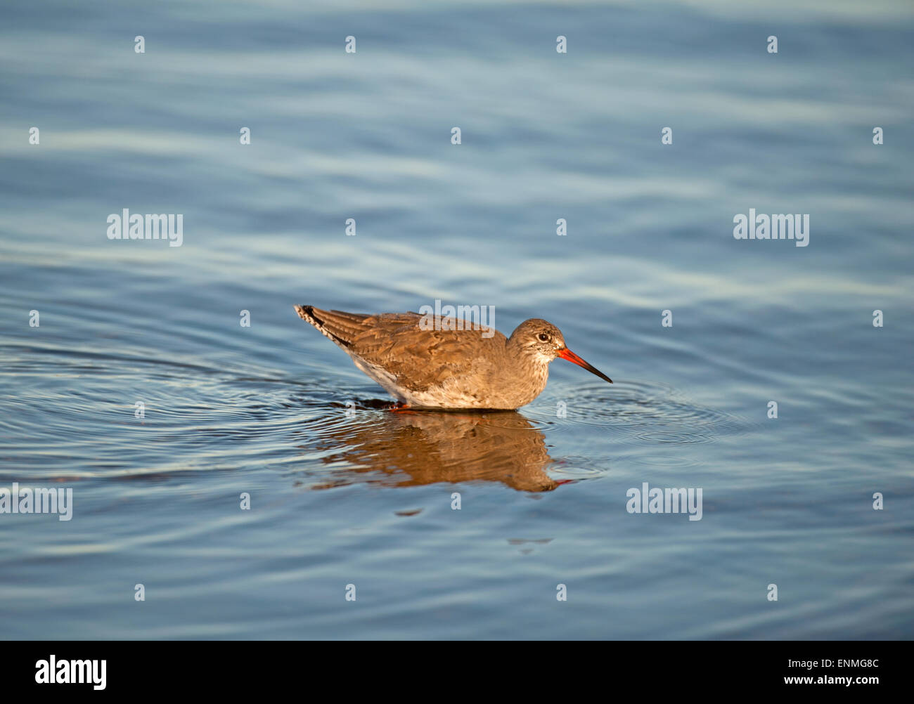 Common Redshank Tringa tetanus feeding at the waters edge on a Scottish ...