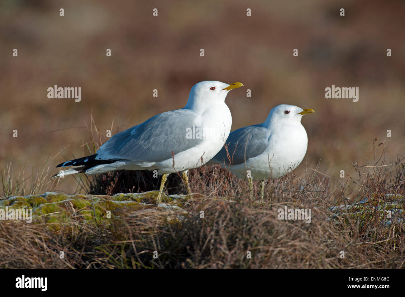 Paired Common Gulls at the start of the breeding season near the ...