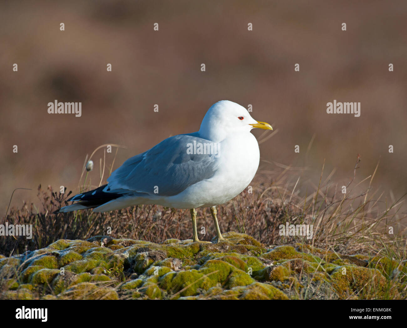 Common Gull at the start of the breeding season near the colonial ...