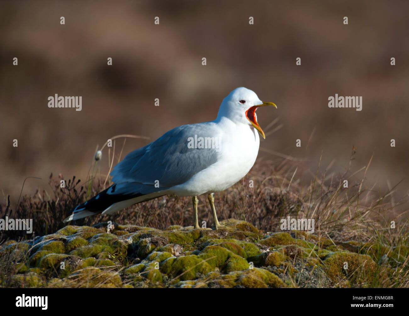 Common Gull at the start of the breeding season near the colonial ...