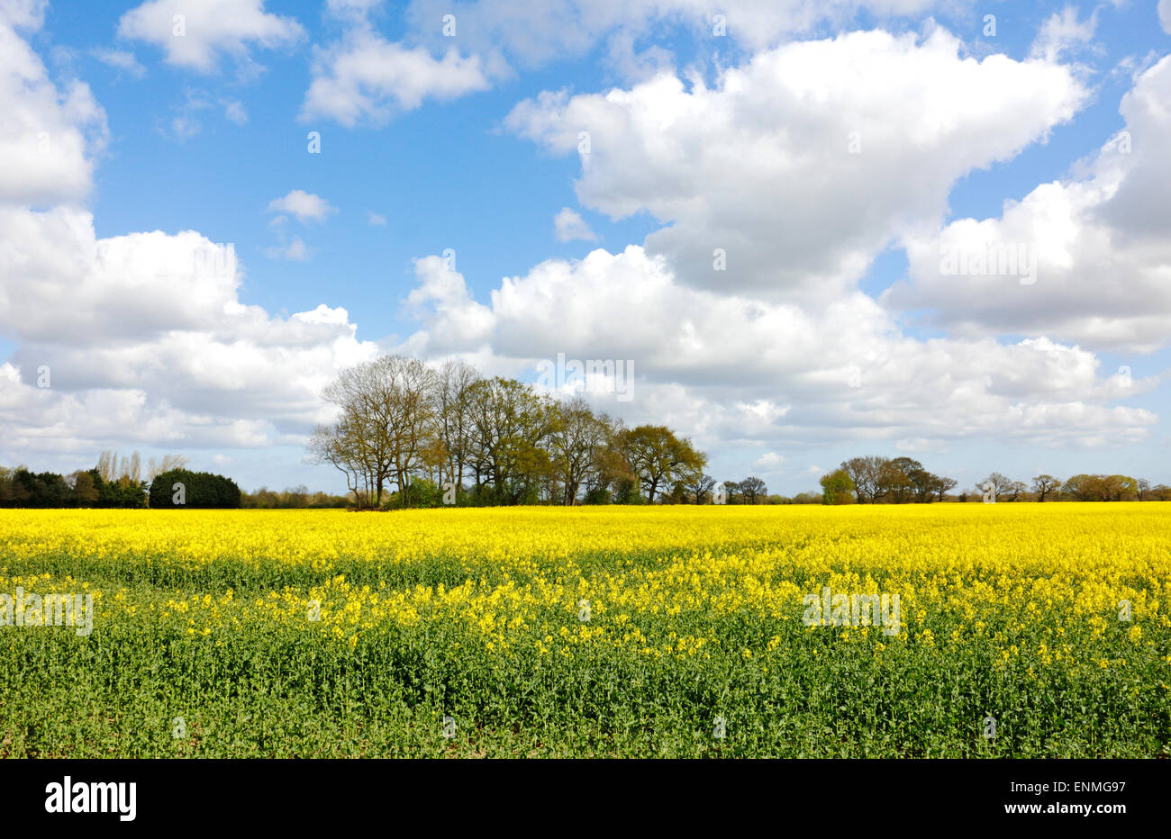 An oilseed rape crop in flower in the Norfolk countryside Stock Photo ...