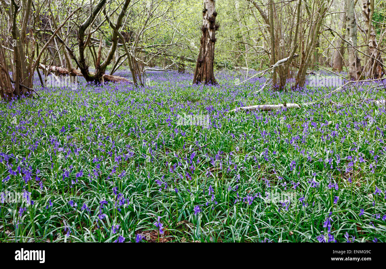 A view of bluebells in ancient woodland at Foxley, Norfolk, England ...