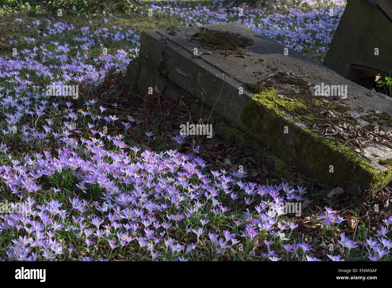 purple spring crocuses in bloom and stone grave Stock Photo - Alamy