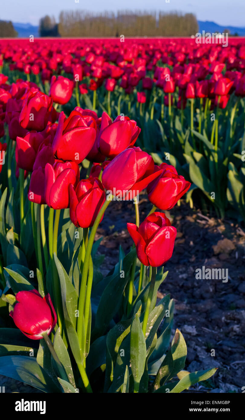 Glow from the sunset on the red tulip field in La Conner, Washington in ...