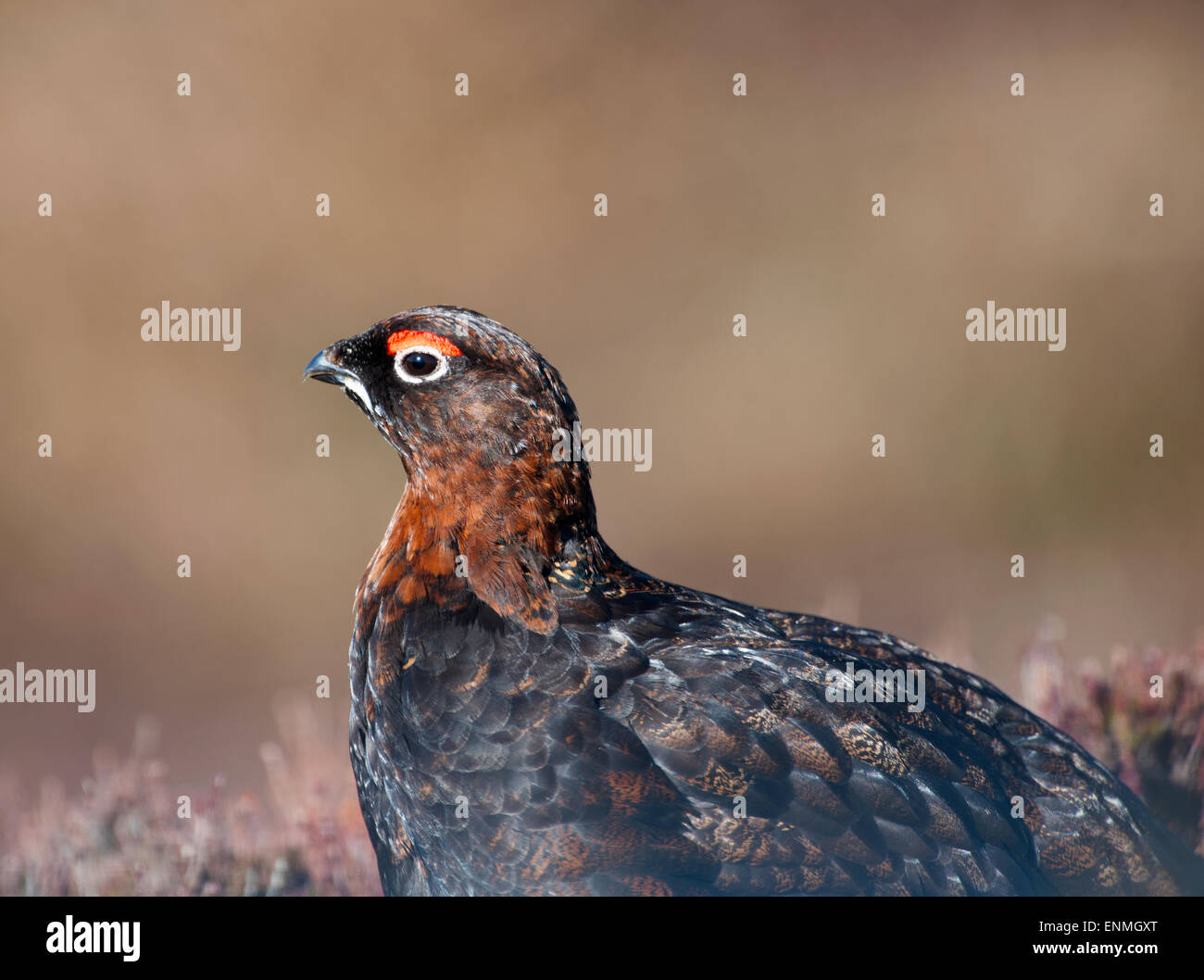 Red Grouse male at the start of the breeding season on a Scottish Moor ...