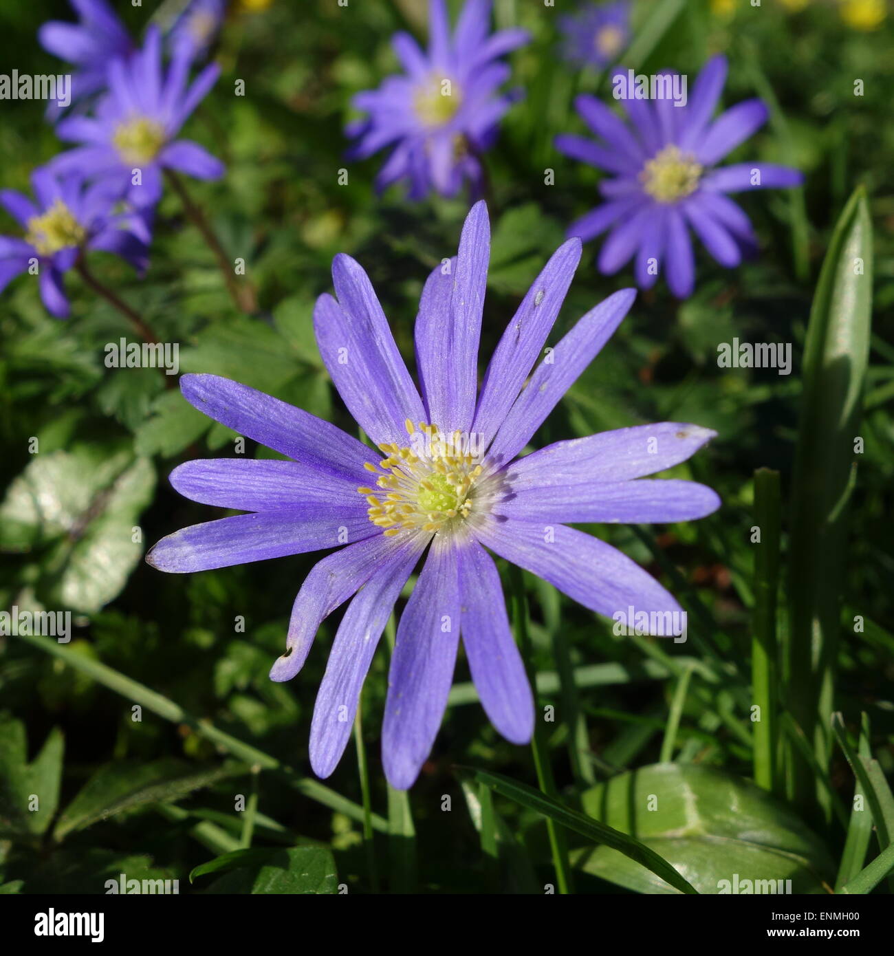 Blue anemone hi-res stock photography and images - Alamy